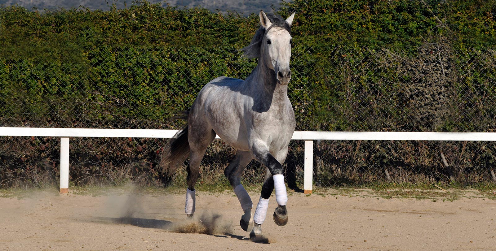 Centro equino Jama - Sementales caballos pura raza -Talavera de la Reina